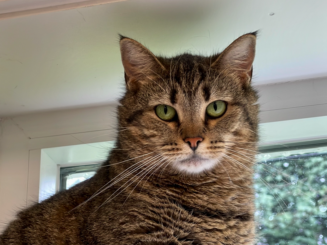 LAPS moves into a new home | News, Sports, Jobs - Williamsport Sun-Gazette